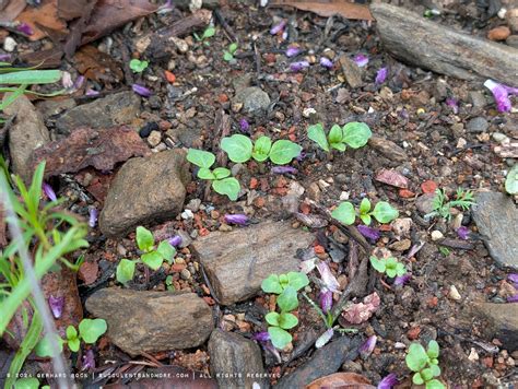 Weed Mitigation Inspired By Mr Agave