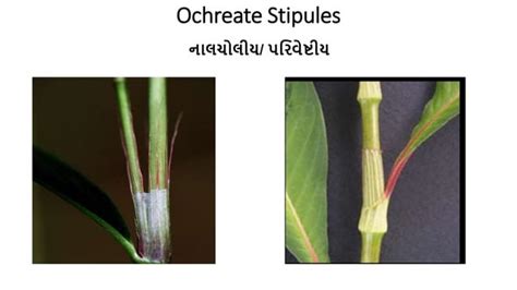 Leaf Types Study Material For Taxonomy Students Ppt