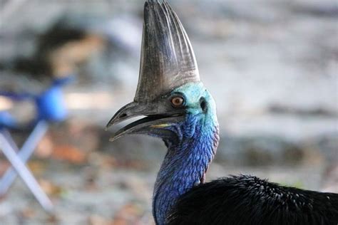 Etty Bay Caravan Park Review And Attractions