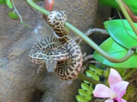 Stimsons Python Aquarium And Reptiles Amazing Amazon