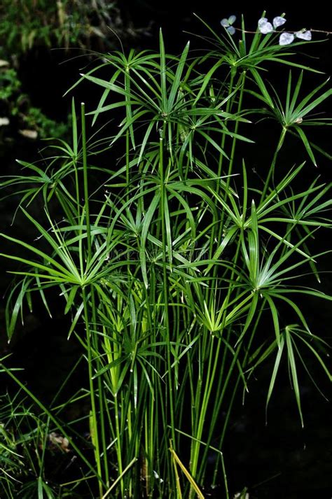 Papyrus Stock Image Image Of Environment Plant Stem