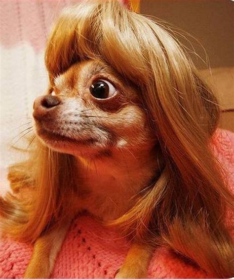 Funny Pets Wearing Wigs Pictures