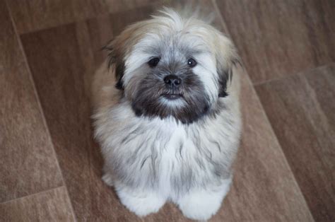 Lhasa Apso Grooming Tips For A Beautiful Coat Lhasalife