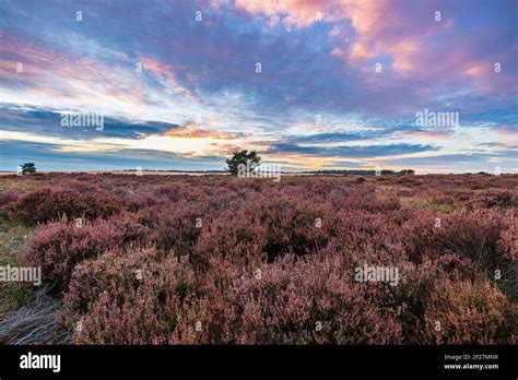 Sunset At The National Park The Hoge Veluwe In The Netherlands During