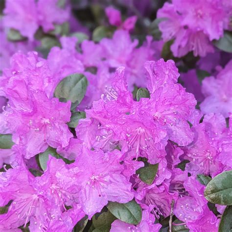 Rhododendron Pjm Regal Jardin Dion