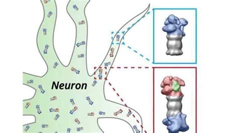 Live Broadcast From Inside The Nerve Cell Technology Networks