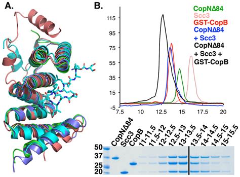 The Scc3 CopnΔ84 Complex Binds Directly To Translocators A An Overlay Download Scientific The Scc3 CopnΔ84 Complex Binds Directly To Translocators A An Overlay Download Scientific