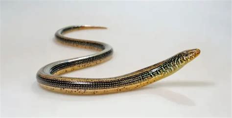 Eastern Glass Lizard The Unique Legless Wonder Of The Southeastern Us Reptile Craze