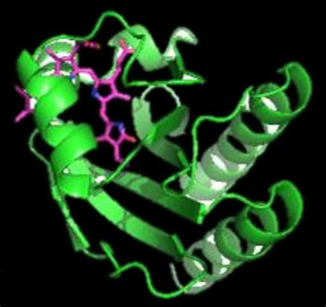 Small Fluorescent Protein Helps To Create More Detailed Biomedical Images Lifeboat News The Blog