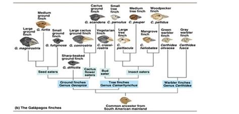 Speciation Flashcards Quizlet