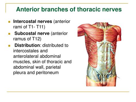 Ppt The Spinal Nerves 脊神经 Powerpoint Presentation Free Download Id