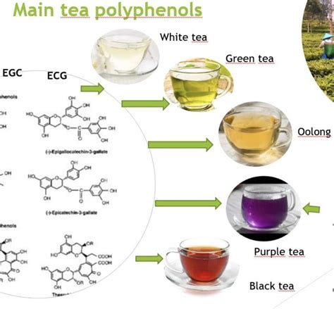 Tea Polyphenols Are The Most Important Components Of Tea Due To Their