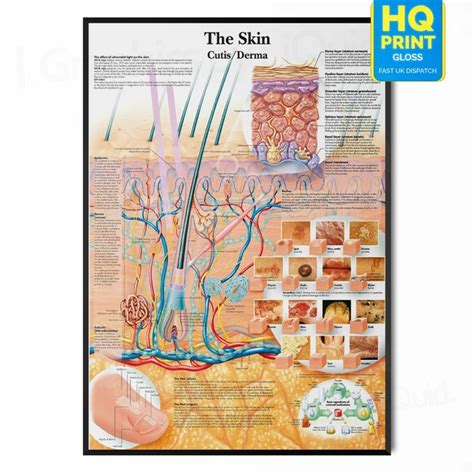 Medical Poster The Human Skin Anatomy Educational Doctor Picture
