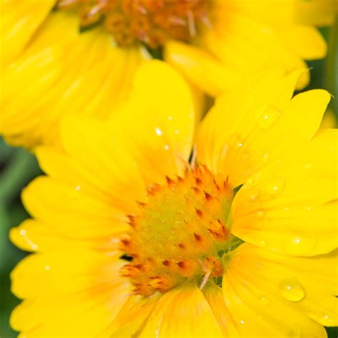 Szkółka Bylin Dobrepole Gaillardia Aristata Sunrita Yellow Red Ring