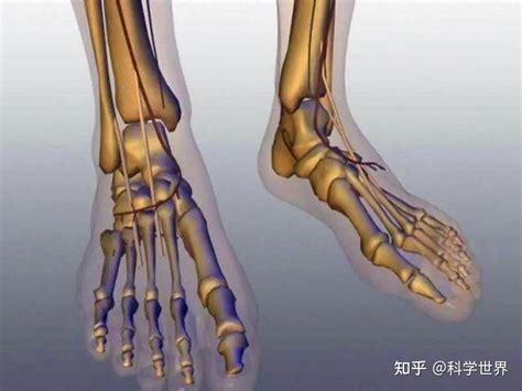 欧美人有206块骨头，中国却普遍只有204块，少的是哪两块？ 知乎