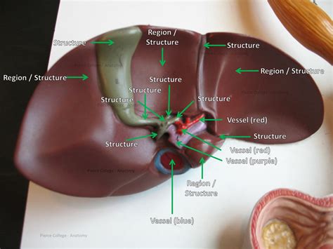Liver Anatomy Model