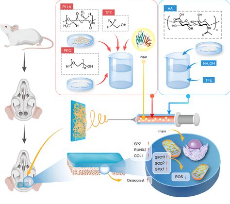 Figure 1 From Irisin Loaded Electrospun Core Shell Nanofibers As Calvarial Periosteum Accelerate