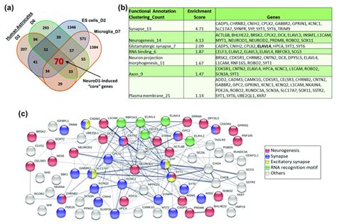 Identification Of 70 Core Genes Induced By Neurod1 During Neuronal Download Scientific Diagram
