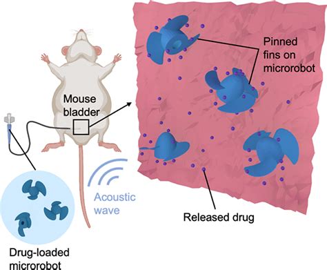 Bubble Based Microrobots With Rapid Circular Motions For Epithelial