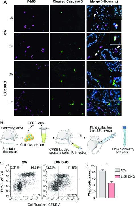 Lxr Deficient Mice Present Defective Castration Induced Apoptotic Download Scientific Diagram