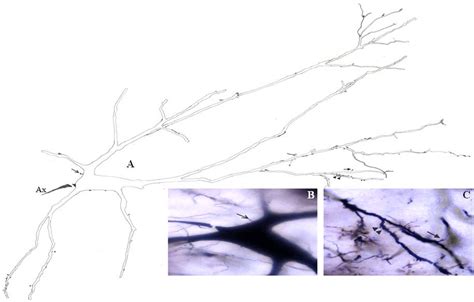 Camera Lucida Drawing A Of Type I Neuron The Arrow Indicates To