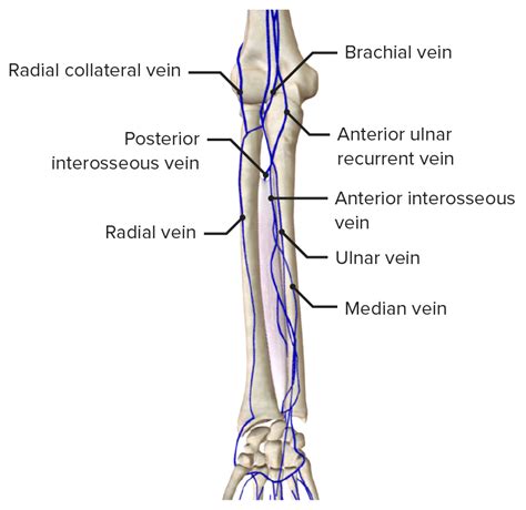 Proximal Forearm