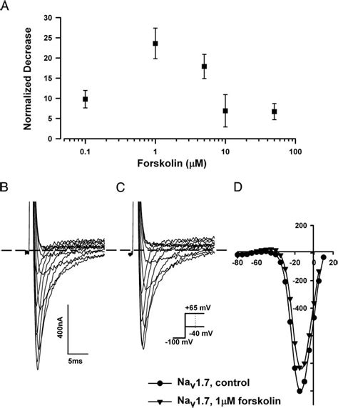 Effects Of The Protein Kinase A Pka Activator Forskolin On Xenopus Download Scientific