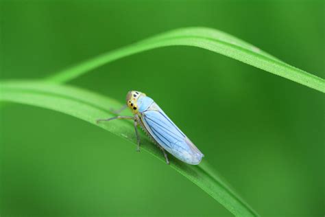 What Eats Leafhoppers At Karen Alicia Blog
