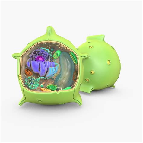Plant Cell 3d Models Download Free3d
