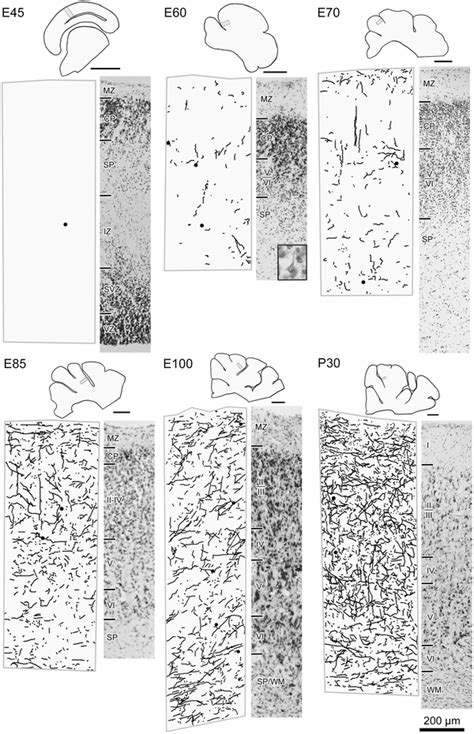 Development Of The Axonal Innervation Panels From Pia Mater Down To