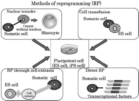 methods of reprogramming representative four methods are shown here