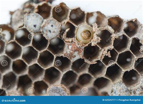 Wasp Nest Stock Image Image Of Wing Residential Stinging 62525777