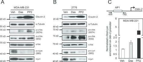 Differential Phosphorylation And Recruitment Of C Fos Containing Download Scientific Diagram