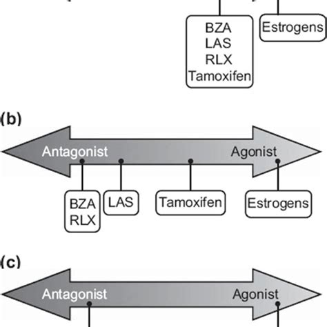 Relative Agonist And Antagonist Activities Of Selective Estrogen