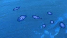 Exploding Trees Cold Temps Make Texas Trees Burst