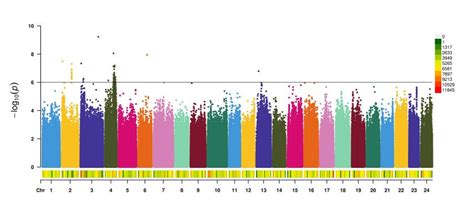 【干货分享】gwas 如何轻松玩转性状定位 知乎