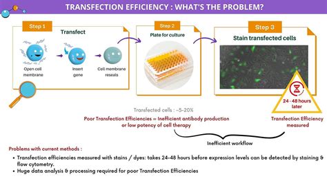 Transfection Efficiency Experiments Made Faster Reliable And Accurate