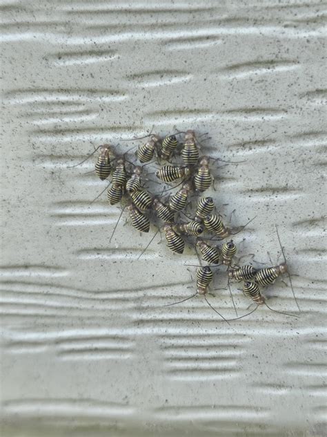 Small Silver Ringed Bugs Hatched On Side Of House Western Nc Usa R Whatsthisbug