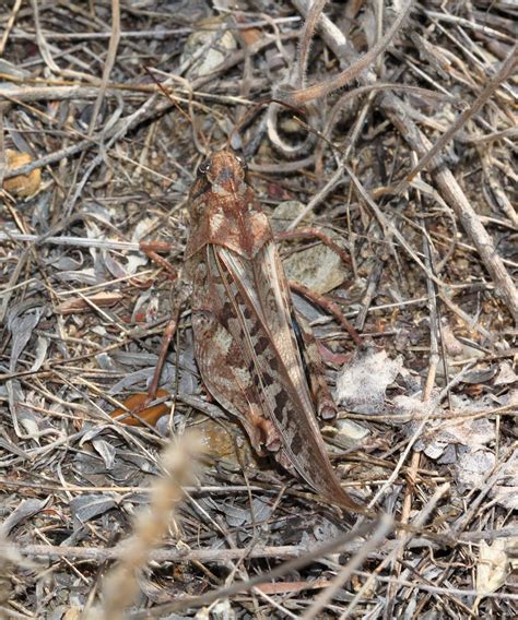 Sweating The Small Stuff The High Mathematics Of Grasshopper