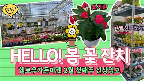 헬로우가든마켓 봄 꽃잔치에 초대합니다🎉2월 첫째주 신상입고프릴시클라멘 꽃기린 캄파눌라 복수초 로즈앵초아젤리아호주매화🌷 Youtube