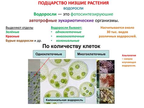 Водоросли - online presentation