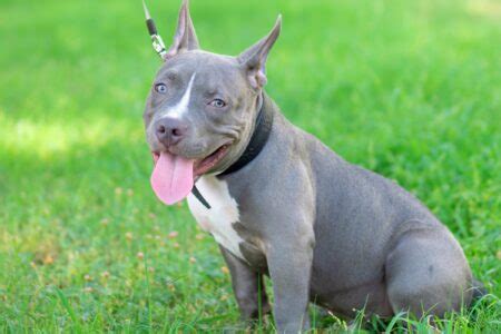 Blue American Bully Breed Info Genetics Pictures And Facts