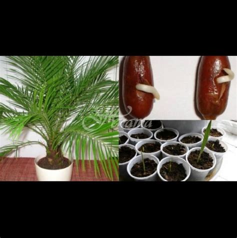 Как да си отгледате палма от костилка толкова е просто че веднага ще запретнете ръкави За Жената