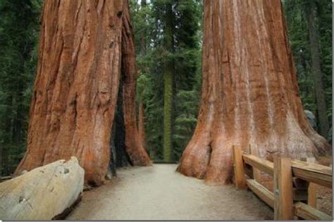 Национальный парк Секвойя в Калифорнии