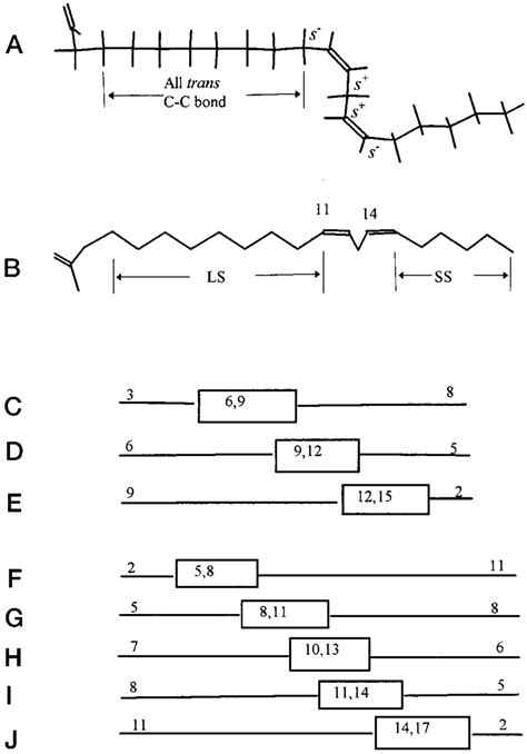 Schematic Diagrams Indicating The Chain Lengths Of The Long And Short Download Scientific