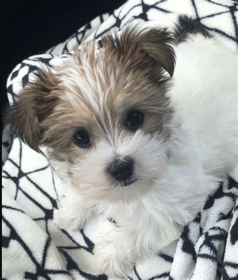 30 Best Morkie Haircuts 2025 Guide Female Morkie Haircuts