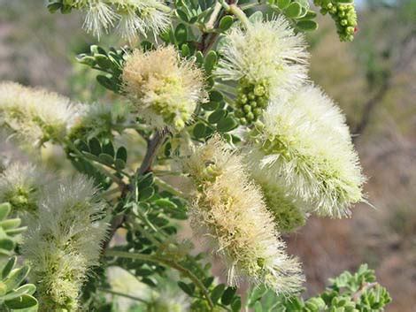 Vegetation Around Las Vegas Catclaw Acacia Senegalia Greggii