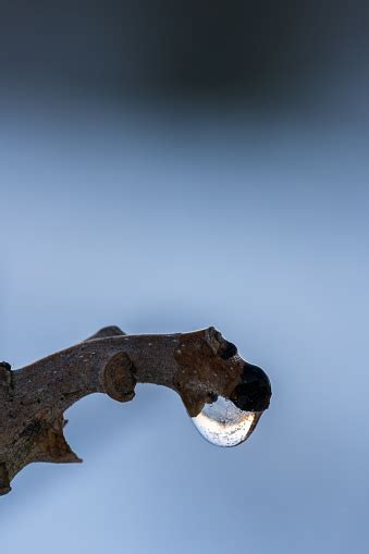 얼어 붙은 물 방울은 가지의 끝에서 멈춘다 차가운 파란색 배경입니다 클로즈업 매크로 복사 공간이 있는 배경 흐림 마음 챙김 균형