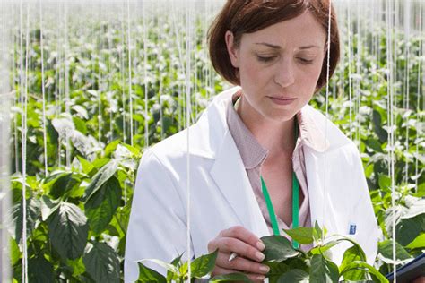 Crop Protection Agrochemical Testing And Regulatory Support Labcorp