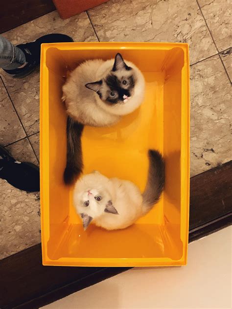 Double Trap Rthecattrapisworking